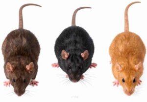 Discover the Rat Scientific Name, Classification, and Types