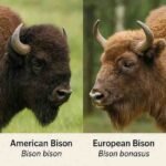 Discover Bison scientific name , Genus, Meaning, and Types