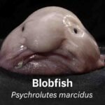 Blobfish Scientific Name , Genus, Sound, Diet, and Habitat's