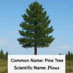 Pine Tree Scientific Name, Genus, Meaning, Types, and Facts