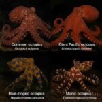 Octopus Scientific Name, Habitat, Diet, Types, and Facts