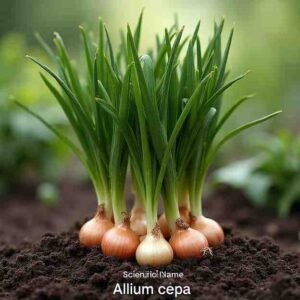 Onion Scientific Name, Genus, Types, Uses, and its Benefits
